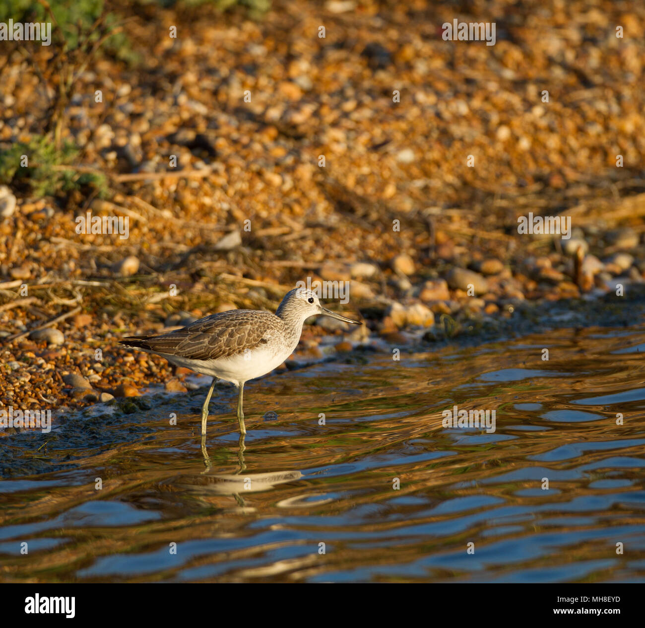 Ternary hide hi-res stock photography and images - Alamy