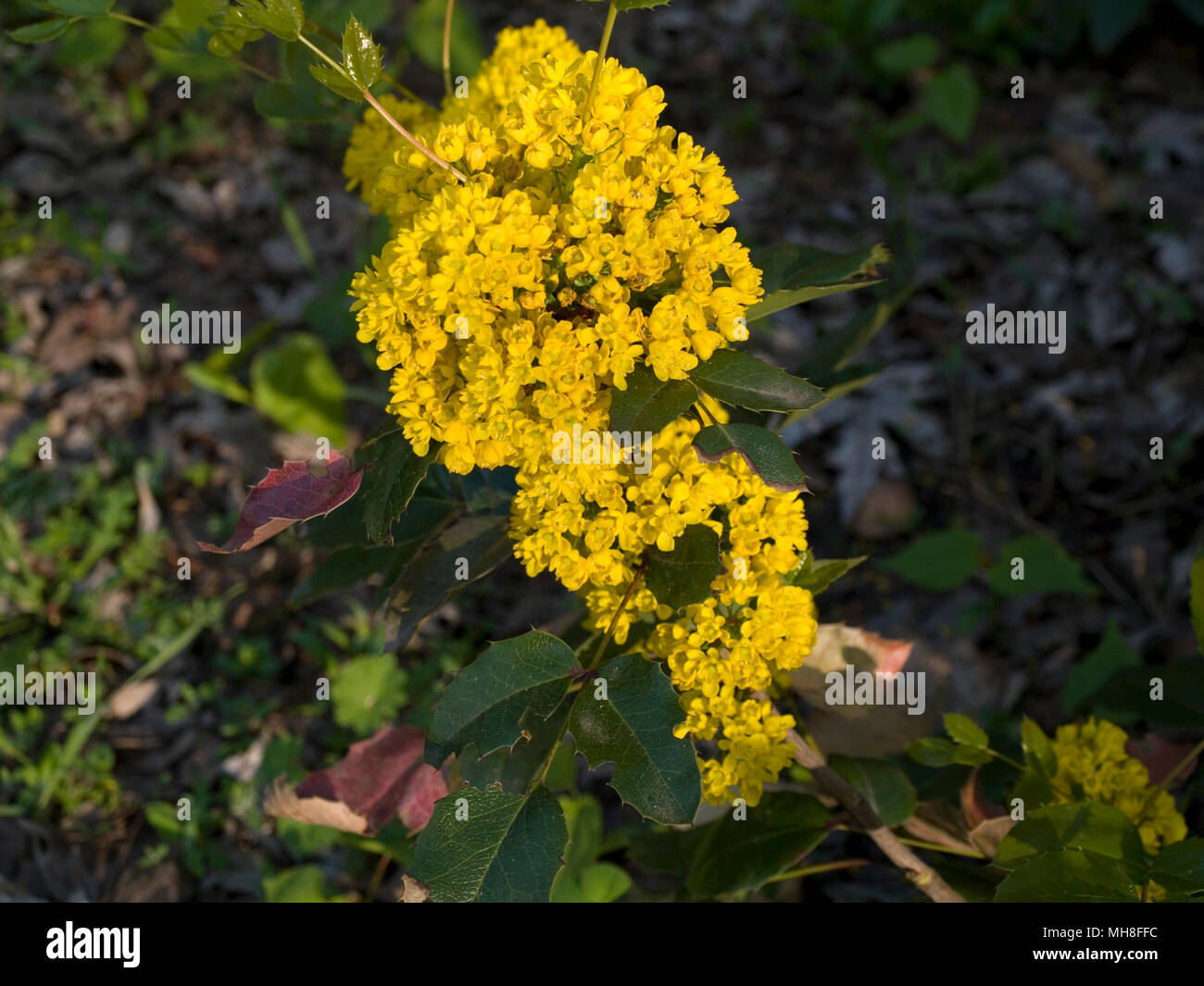 Mahonia shrub hi-res stock photography and images - Alamy