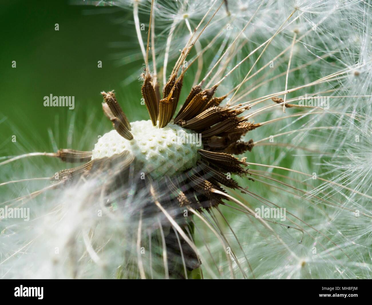 Dandelion fluff hi-res stock photography and images - Alamy