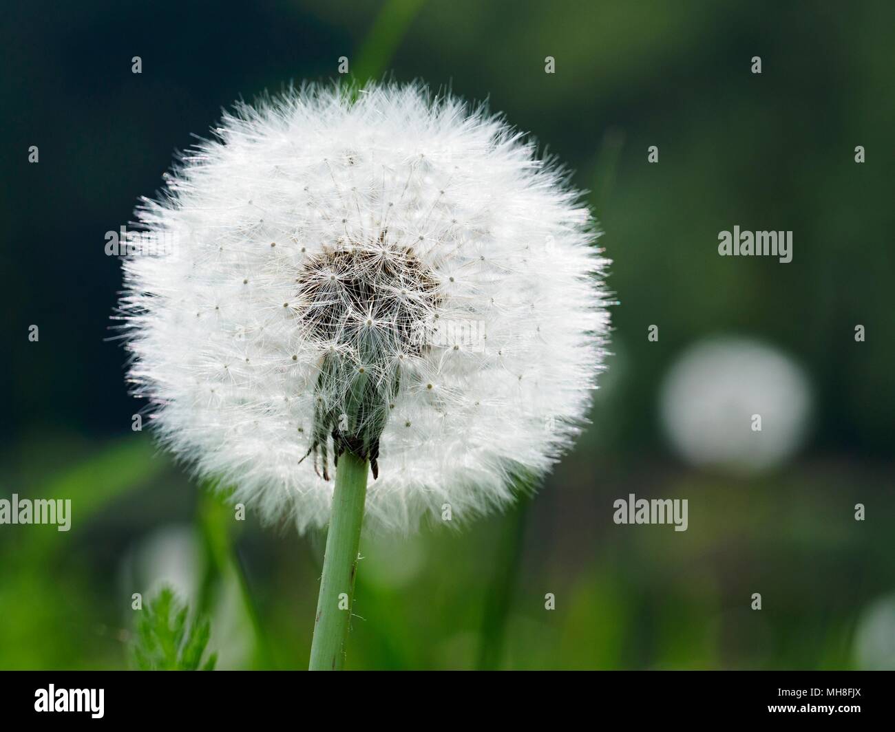 Faded dandelion, fluff, grass Stock Photo - Alamy
