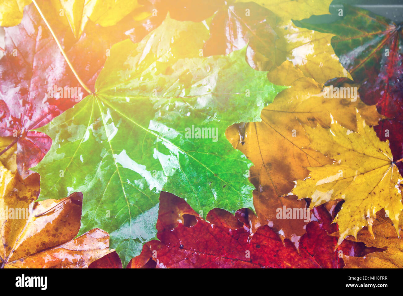 Yellow and orange autumn background with maple leaves Stock Photo - Alamy