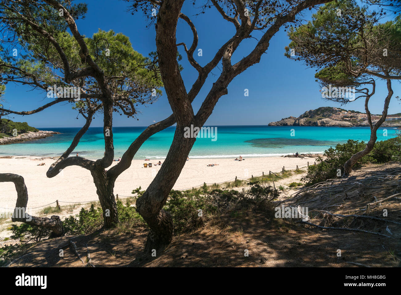Agulla sp hi-res stock photography and images - Alamy