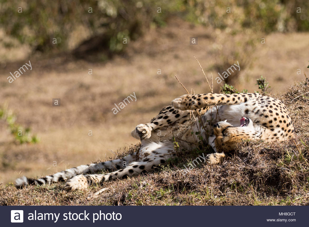 Cheetah Laughing Stock Photos & Cheetah Laughing Stock Images - Alamy