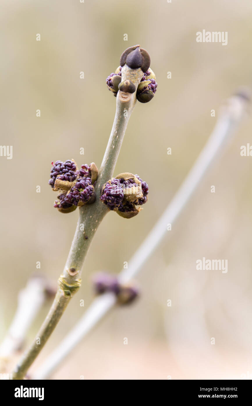 Ash tree buds & flowers Stock Photo - Alamy