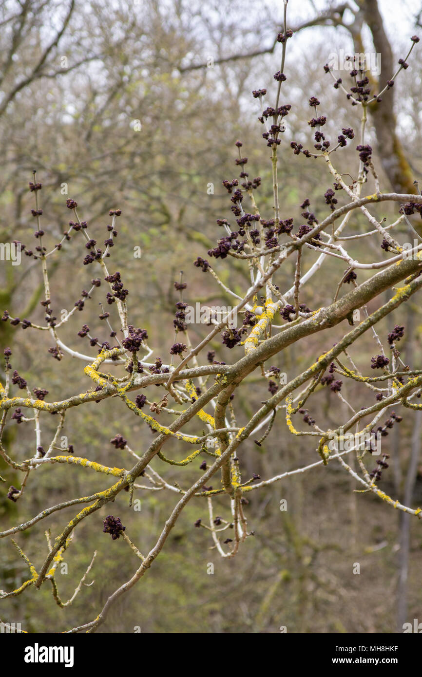 Ash tree buds hi-res stock photography and images - Alamy