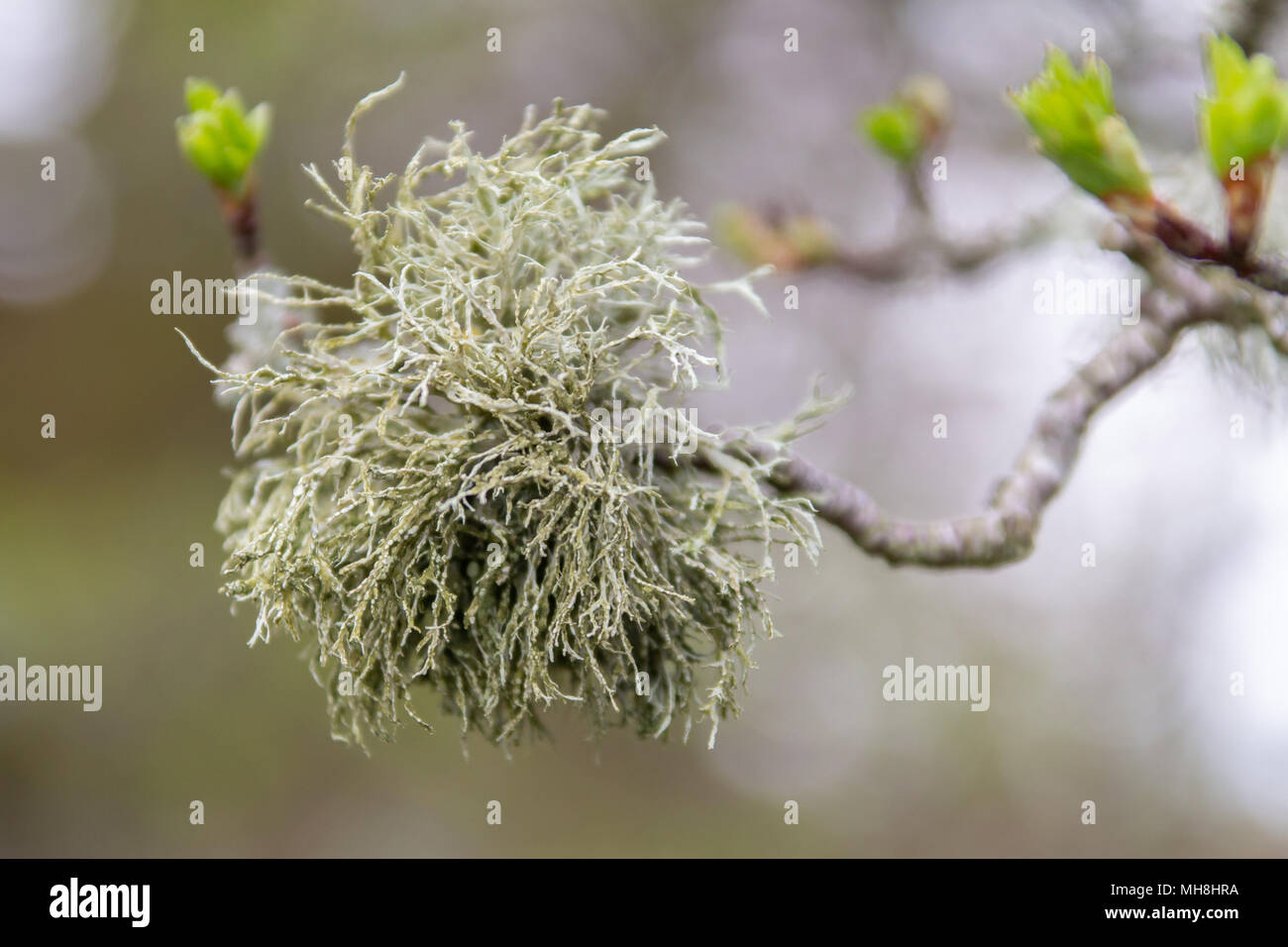 Lichen on a tree branch Stock Photo - Alamy