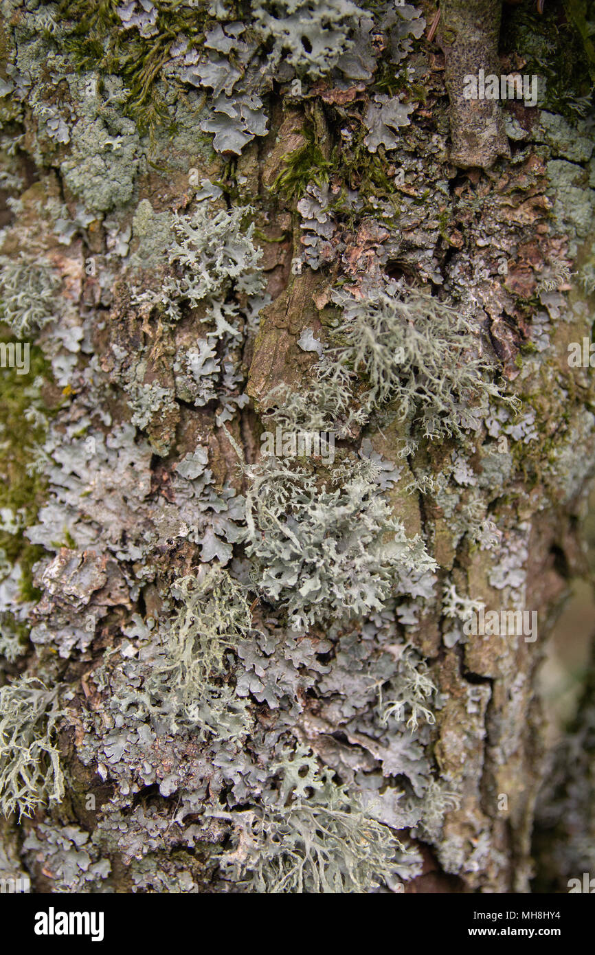 Growth of lichen on trunk hi-res stock photography and images - Alamy
