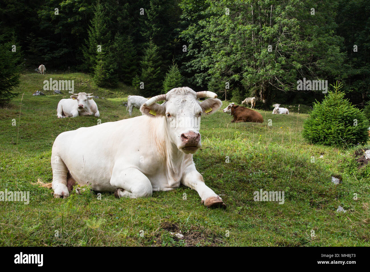 Cows on meadow over mountains hi-res stock photography and images - Alamy