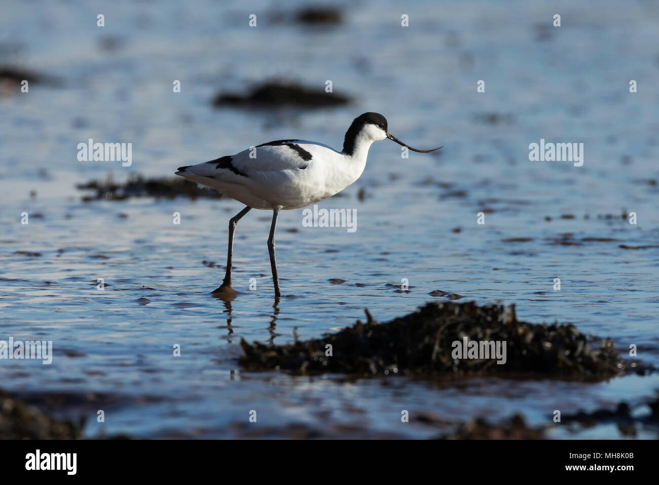 Avocet on the River Exe Estuary Stock Photo - Alamy