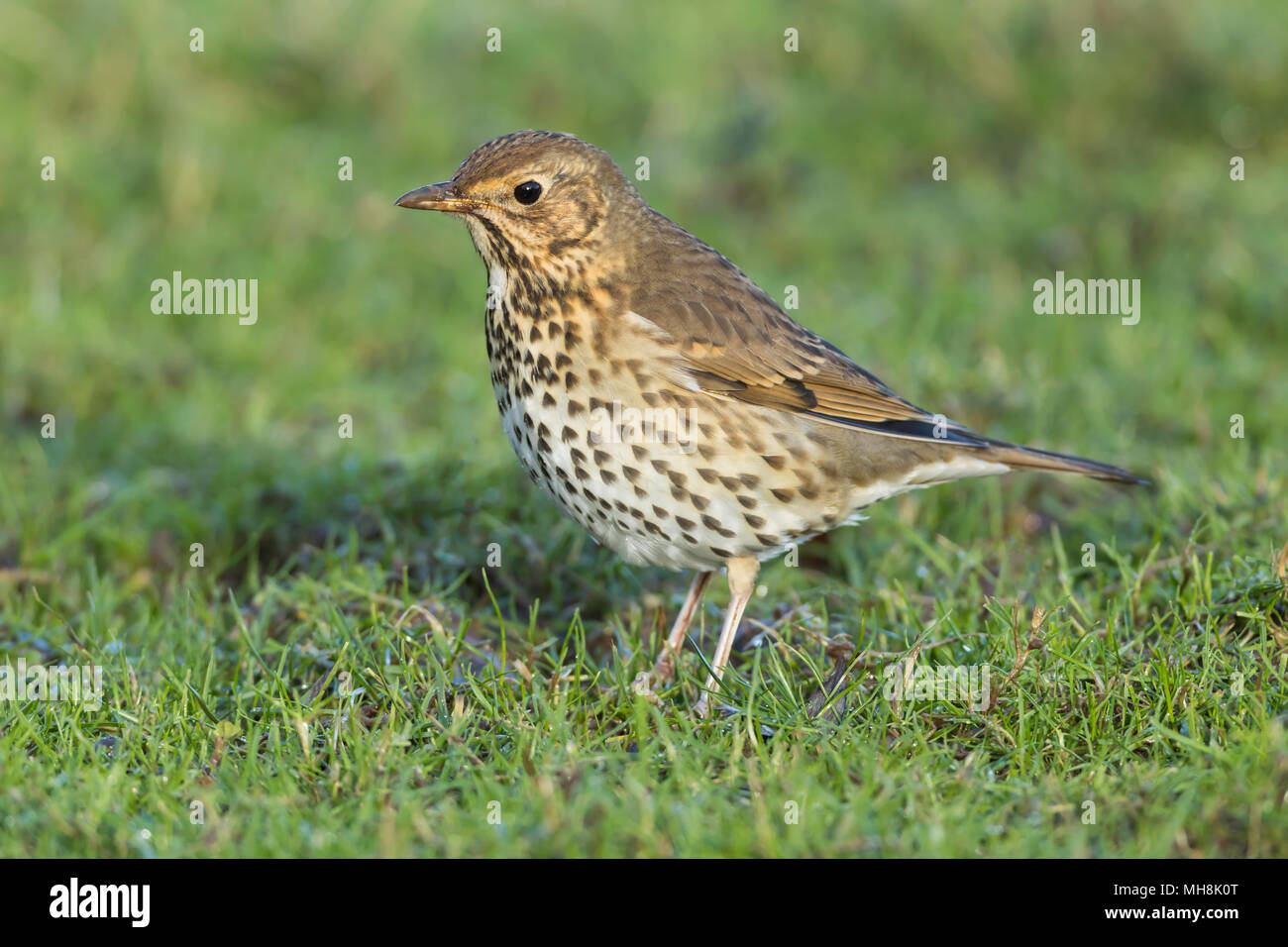 Song thrush uk uk High Resolution Stock Photography and Images - Alamy