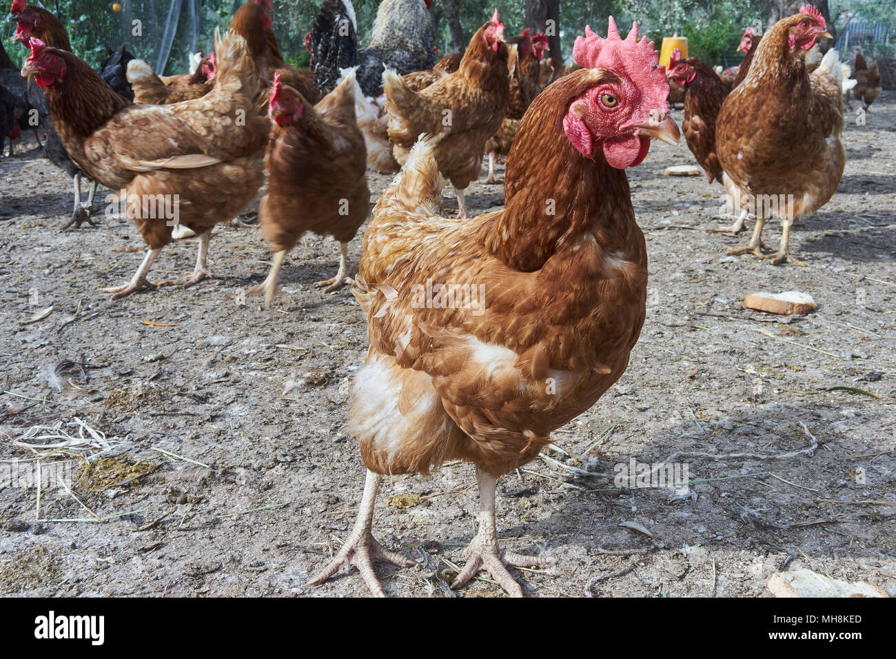 Live chicken domestic hi-res stock photography and images - Alamy