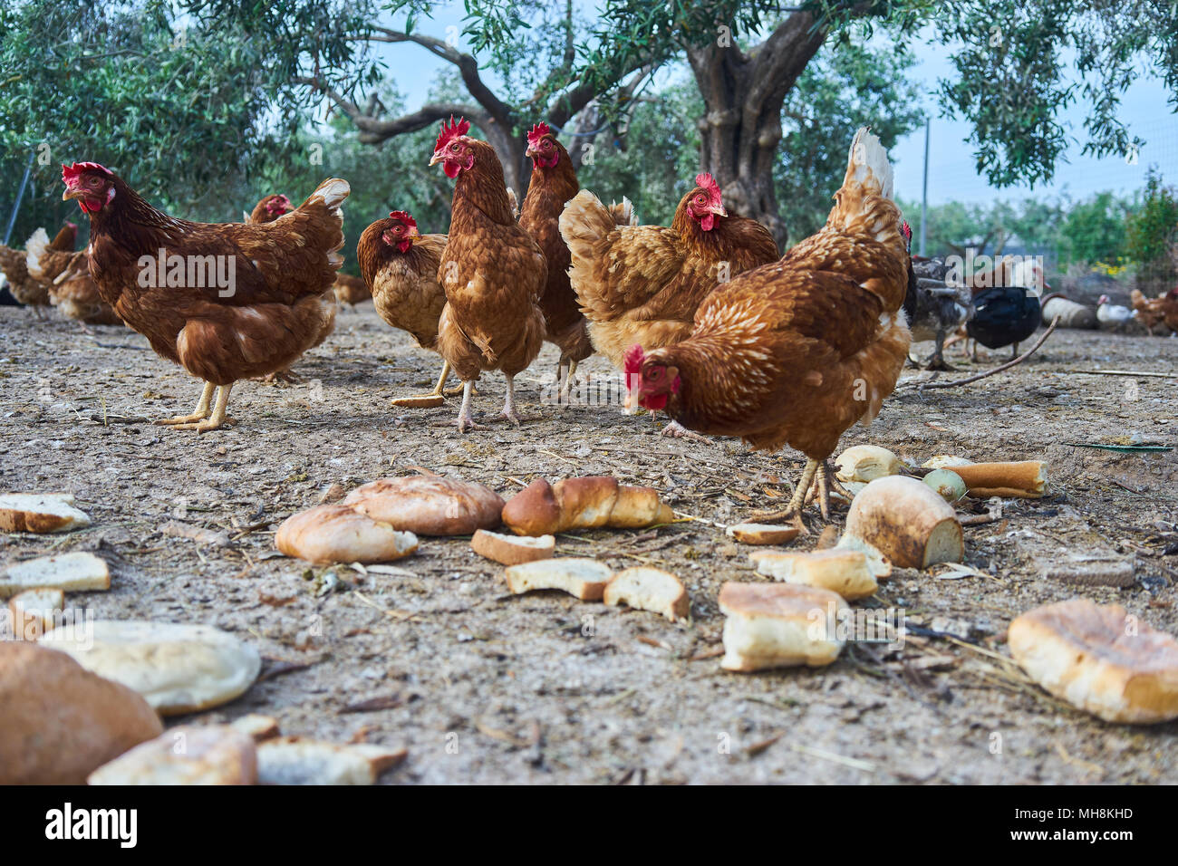 Group of chickens hi-res stock photography and images - Alamy