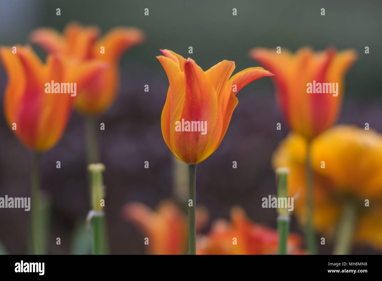 Orange Tulip Stands Tall in spring flower bed Stock Photo - Alamy