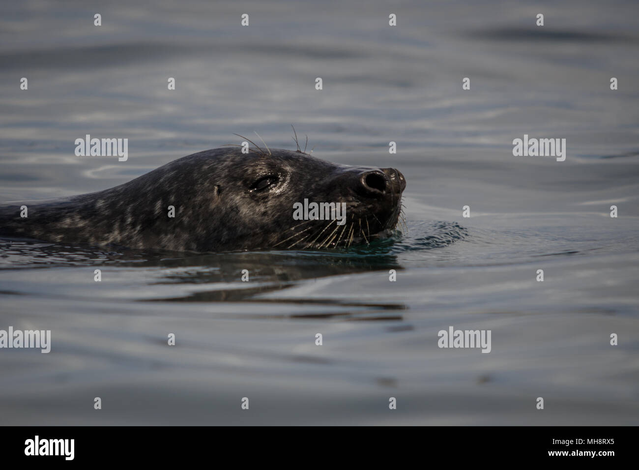 UK Atlantic Grey Seal Stock Photo - Alamy