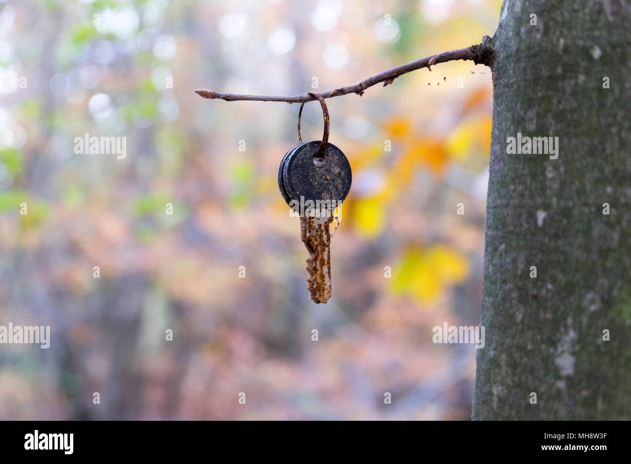 key hanging on tree Stock Photo - Alamy