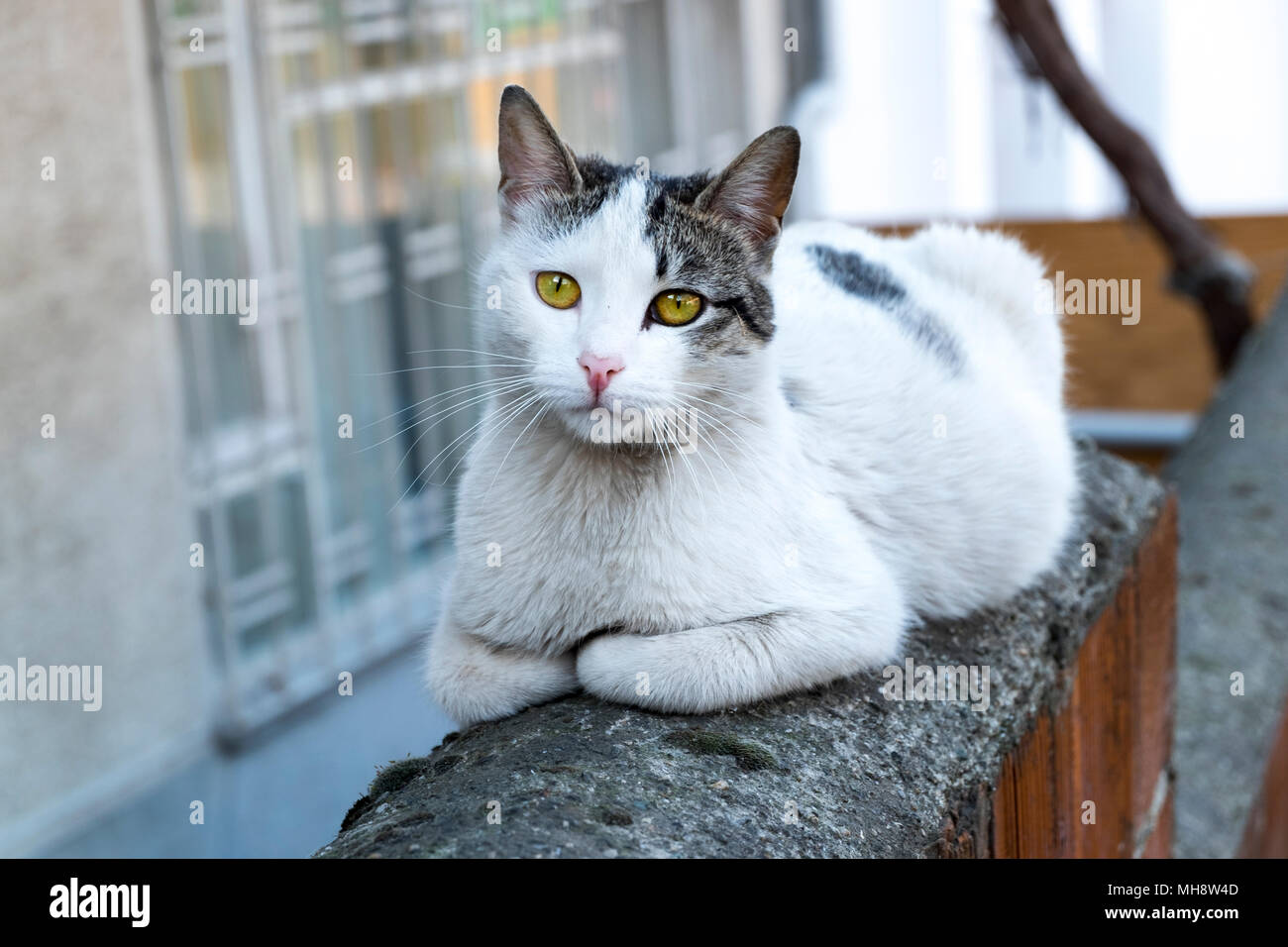 Black cat walking on wall hi-res stock photography and images - Alamy