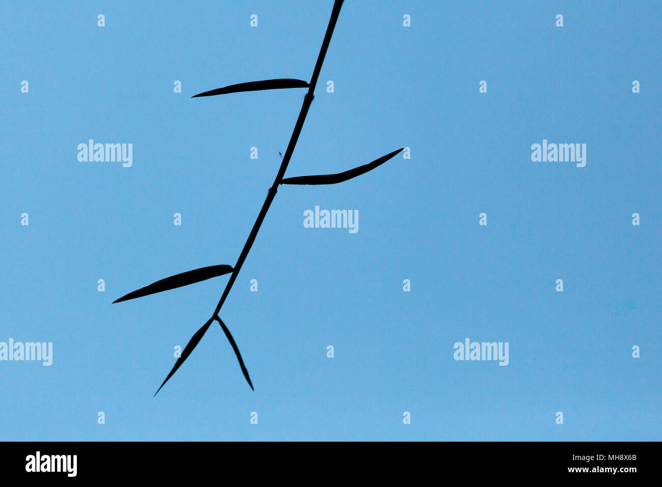 Reed branch silhouette on blue sky. Minimalist landscape with copy ...