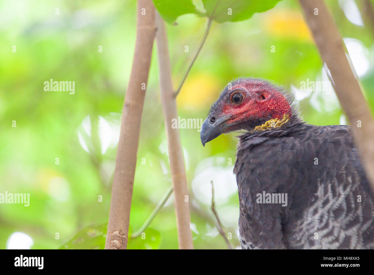 Brushturkey hi-res stock photography and images - Alamy