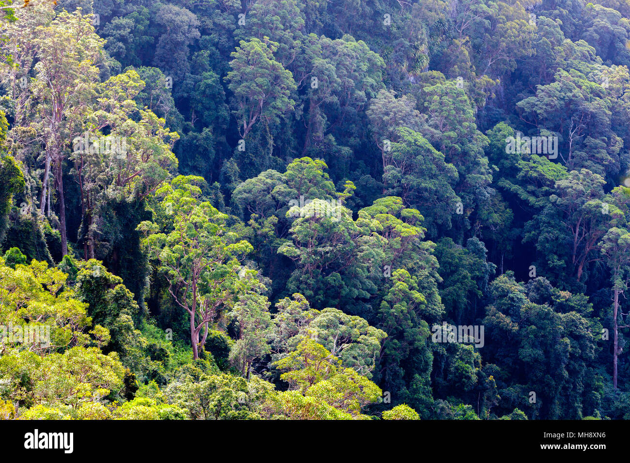 Eucalyptus forest in Queensland, Australia Stock Photo - Alamy