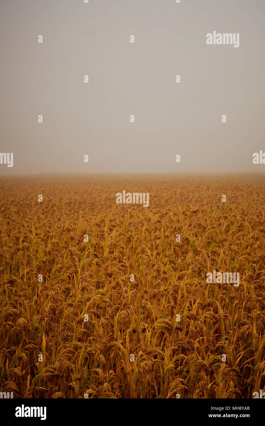 Dead crops hi-res stock photography and images - Alamy