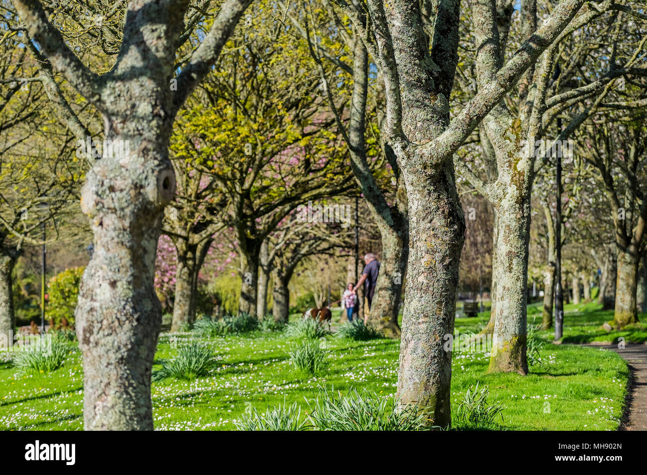 Trees in Trenance Park in Newquay in Cornwall Stock Photo - Alamy