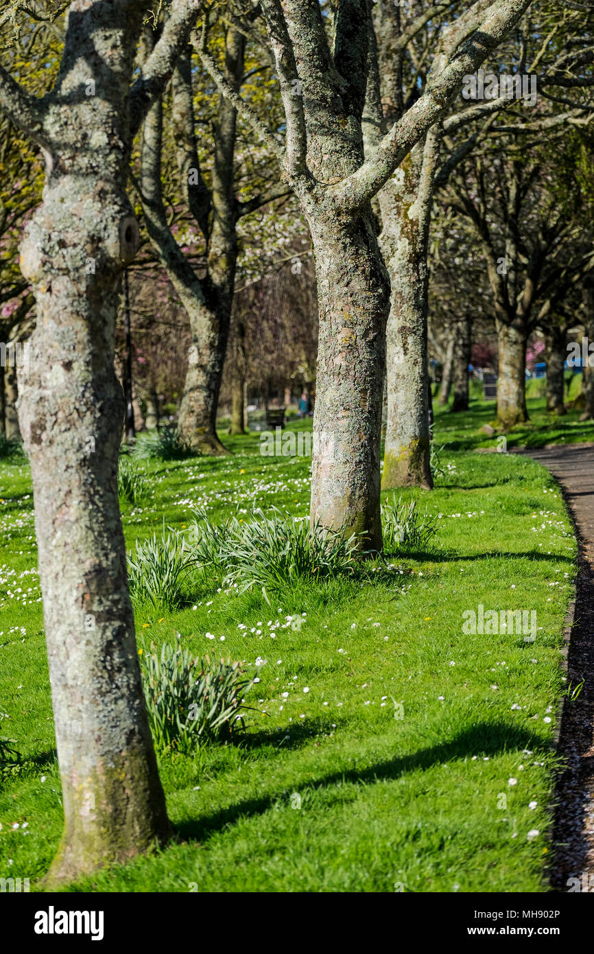 Trees in Trenance Park in Newquay in Cornwall Stock Photo - Alamy