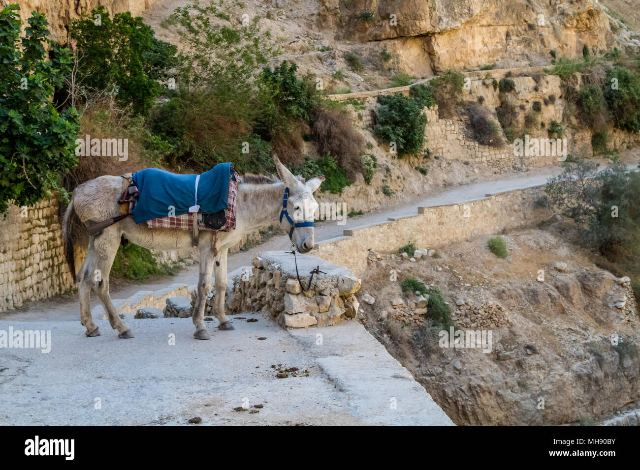 Bedouin Donkey in the Judean Desert in Wadi Qelt near Jericho in Holy ...