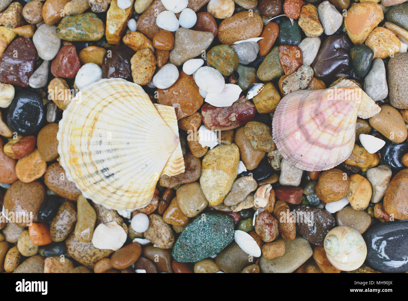 Round sea stones and sea shells textured background Stock Photo - Alamy