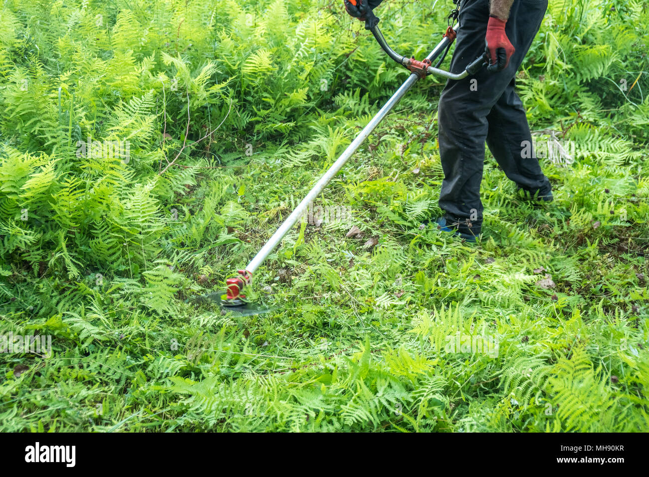 The gardener cutting grass by lawn mower Stock Photo - Alamy