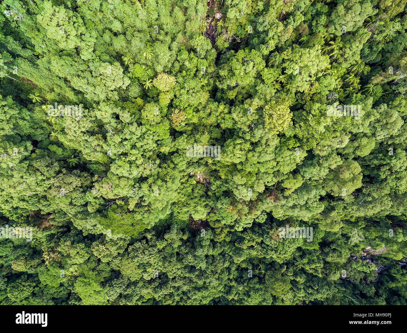 Tree tops aerial hi-res stock photography and images - Alamy