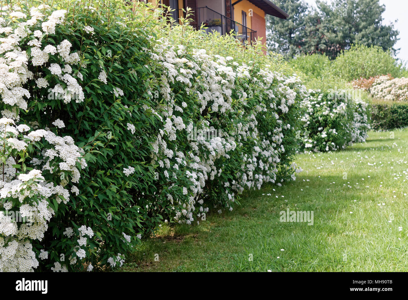 White Fresh spring flowers in sunny day, grass fence Stock Photo - Alamy