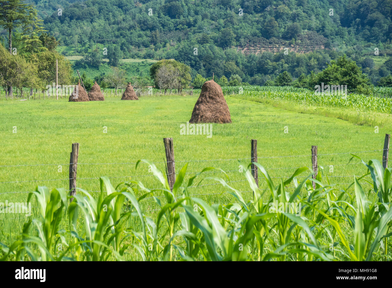 Haystack in rural area in Georgia. Landscape Stock Photo - Alamy