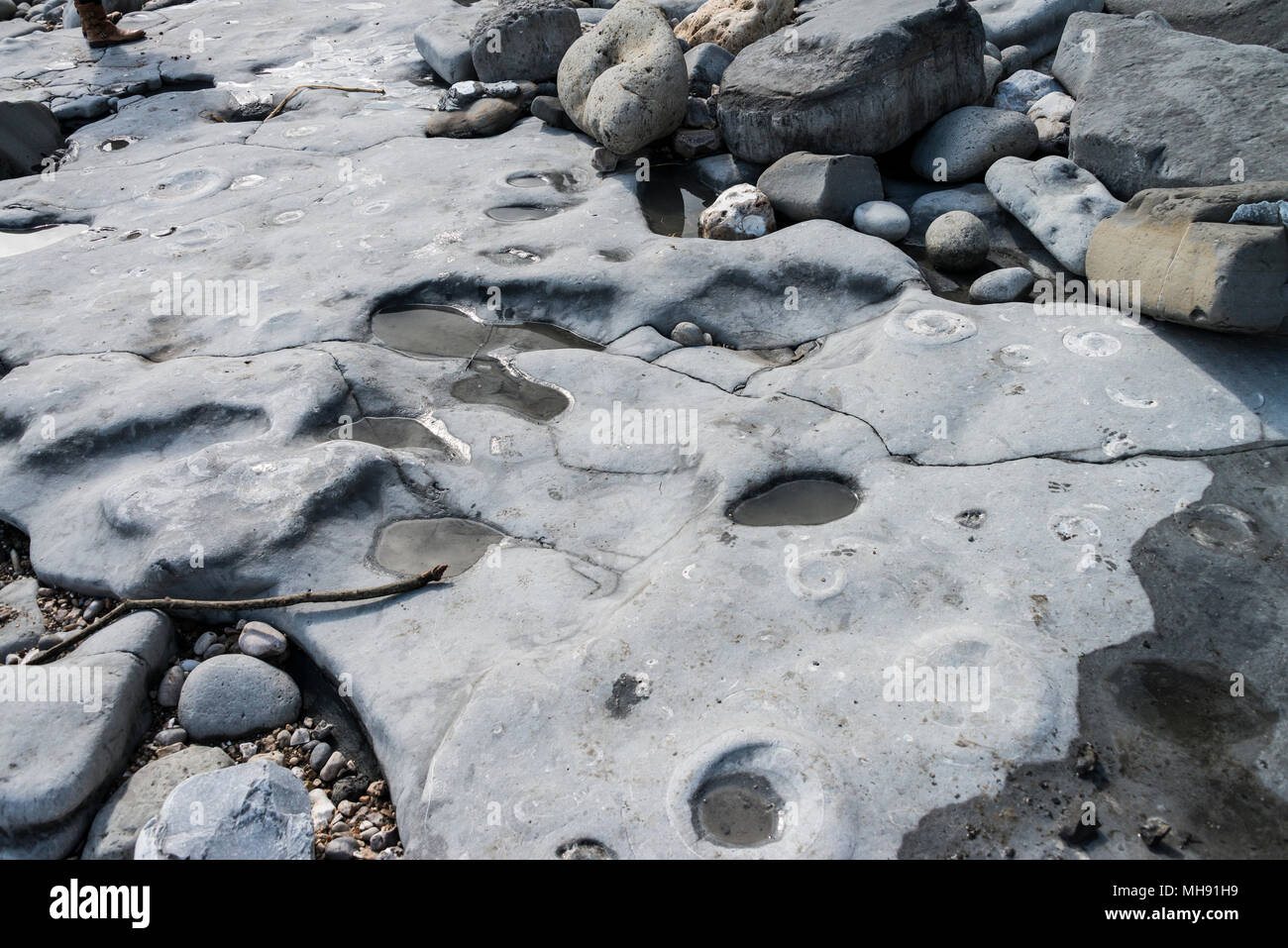 Ammonite graveyard hi-res stock photography and images - Alamy