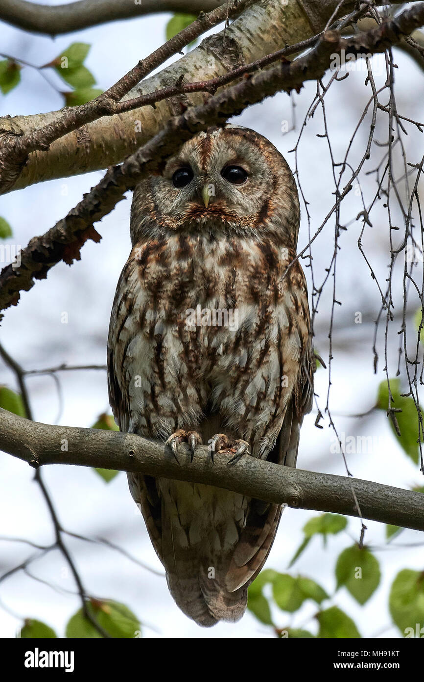 Tawny owl in its natural habitat in Denmark Stock Photo - Alamy