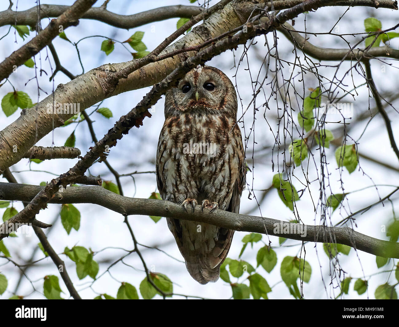Tawny owl in its natural habitat in Denmark Stock Photo - Alamy