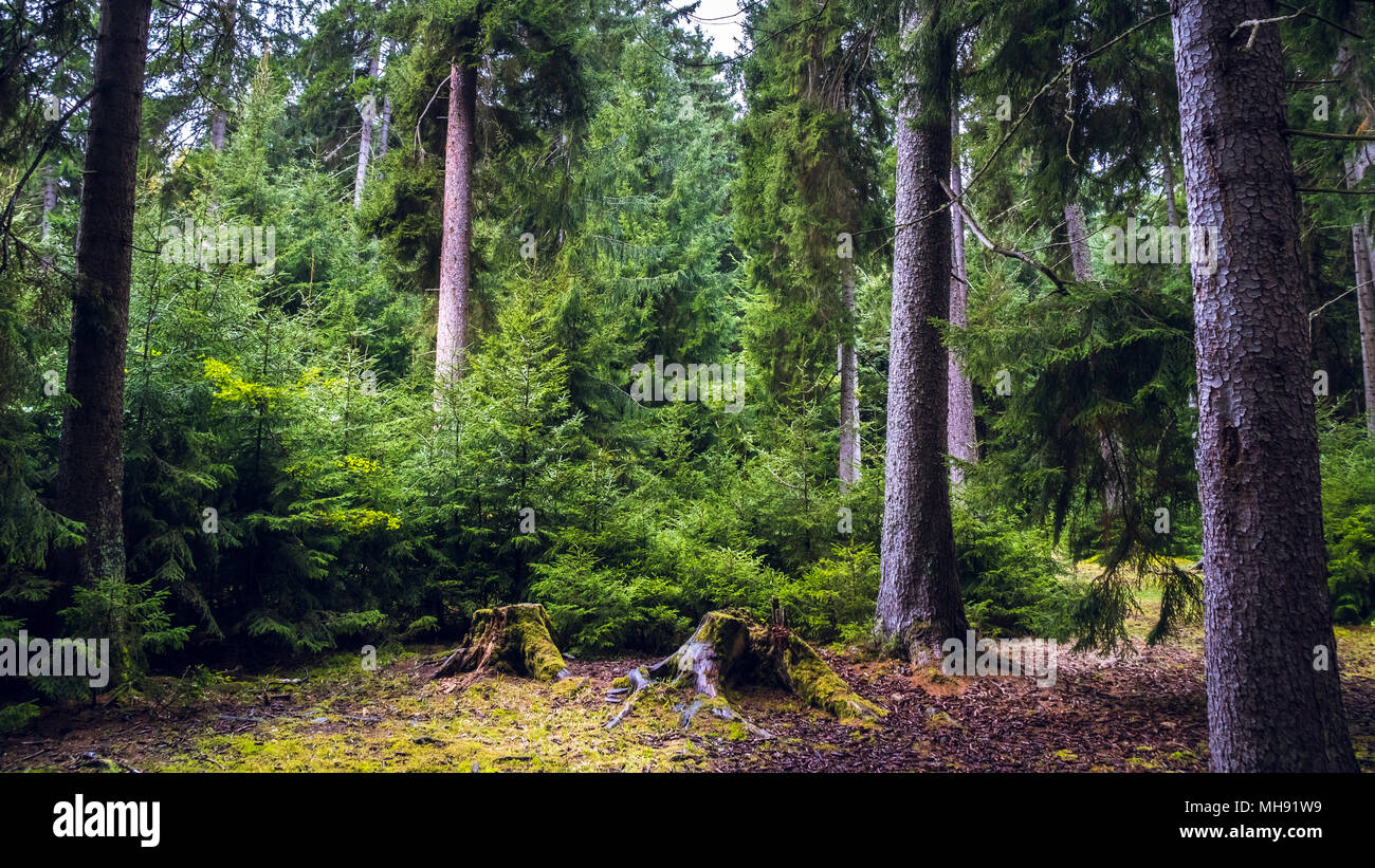 Beautiful forests in the mountains of Borjomi, Georgia Stock Photo - Alamy