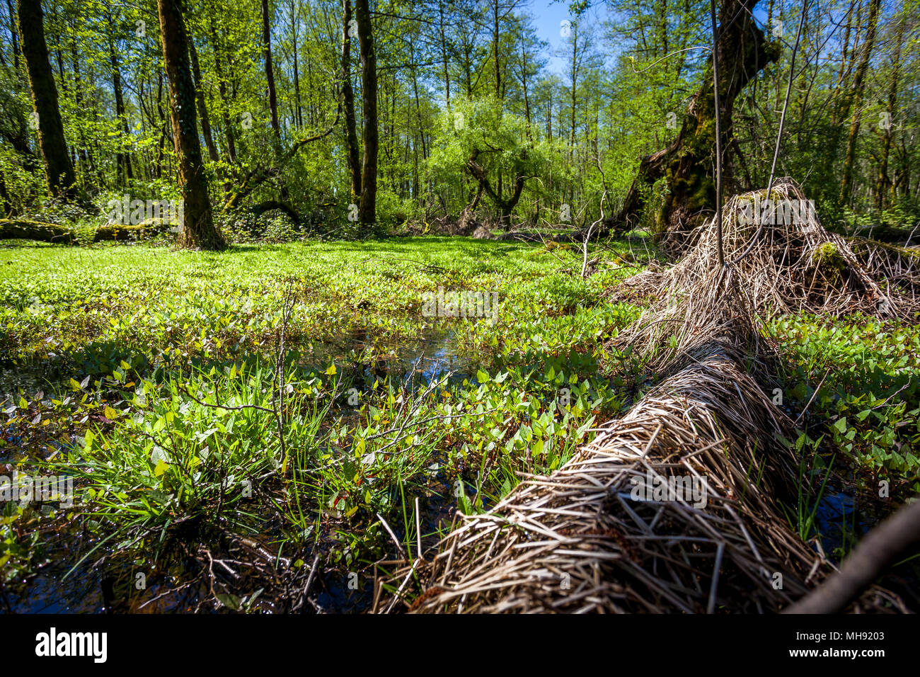 Beautiful green spring forest landscape, humid sunny day Stock Photo ...
