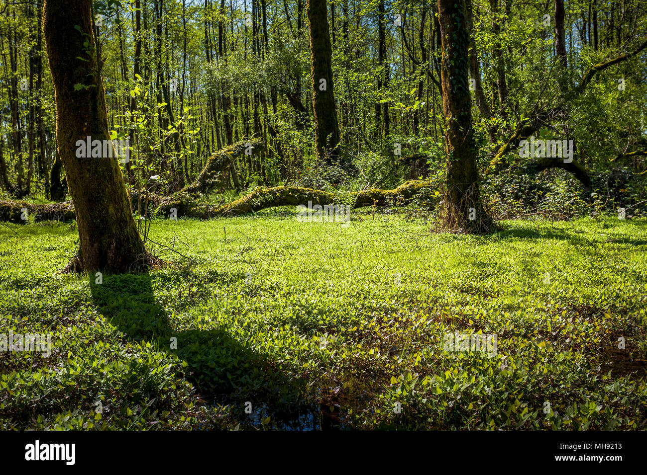 Humid landscape hi-res stock photography and images - Alamy