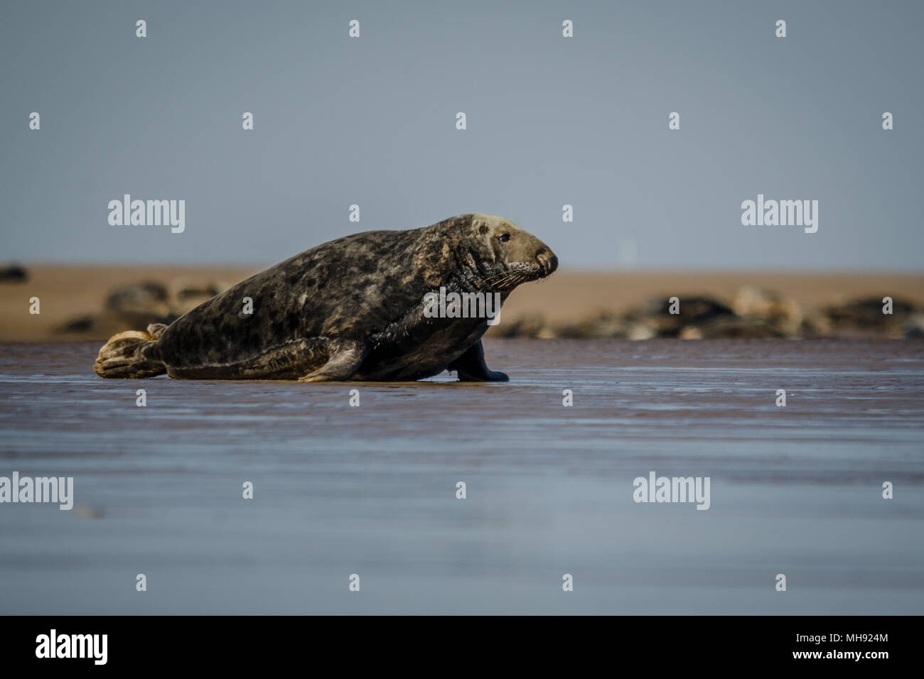UK Atlantic Grey Seal Stock Photo - Alamy