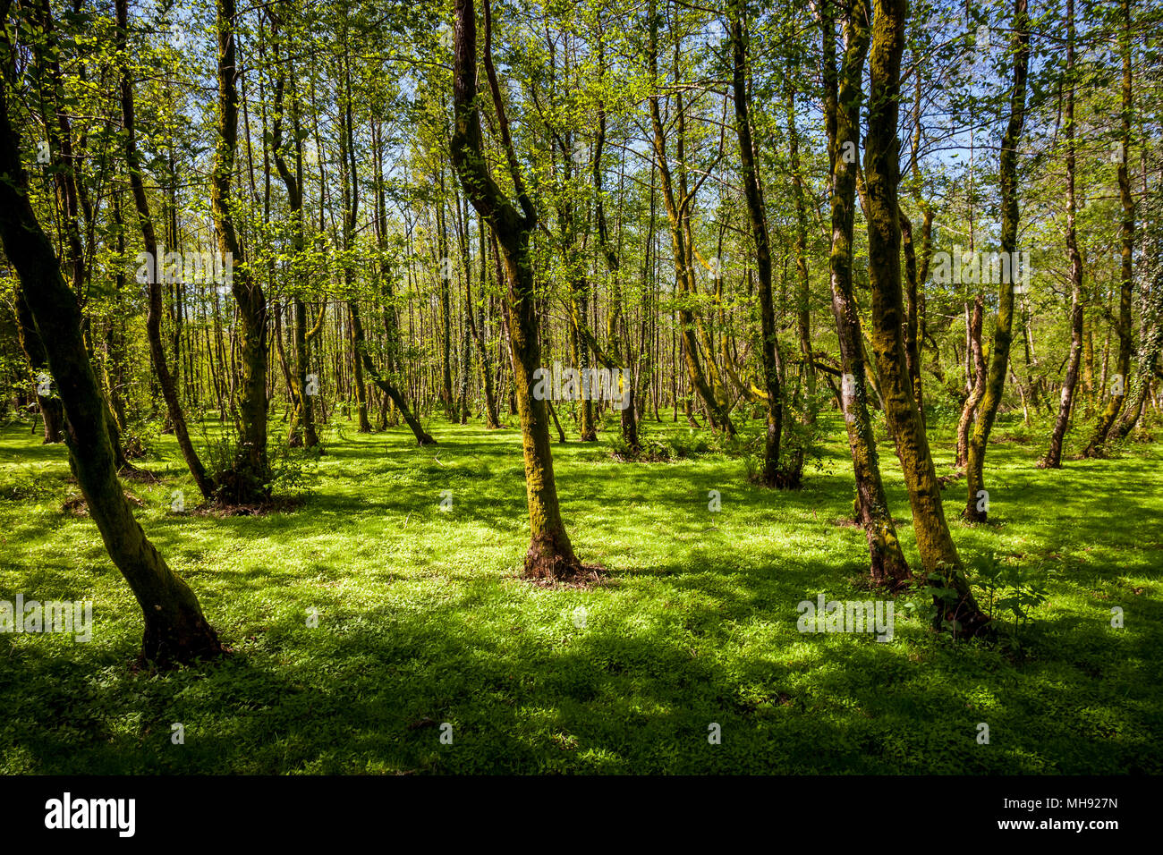 Humid and sunny hi-res stock photography and images - Alamy