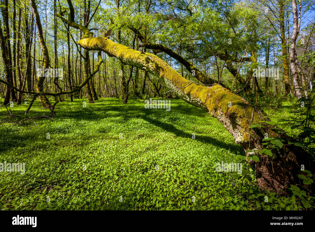 Humid and sunny hi-res stock photography and images - Alamy