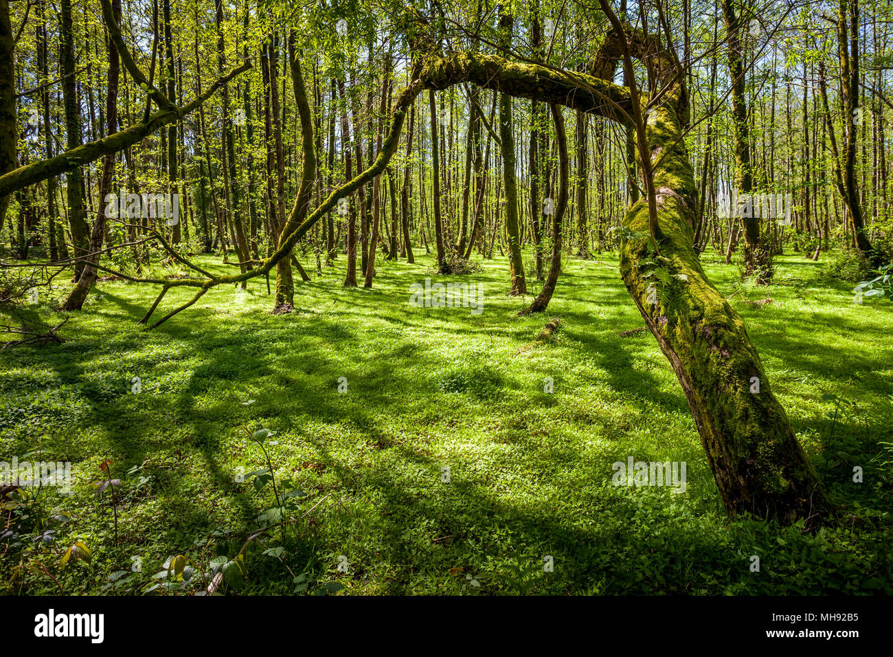 Humid landscape hi-res stock photography and images - Alamy