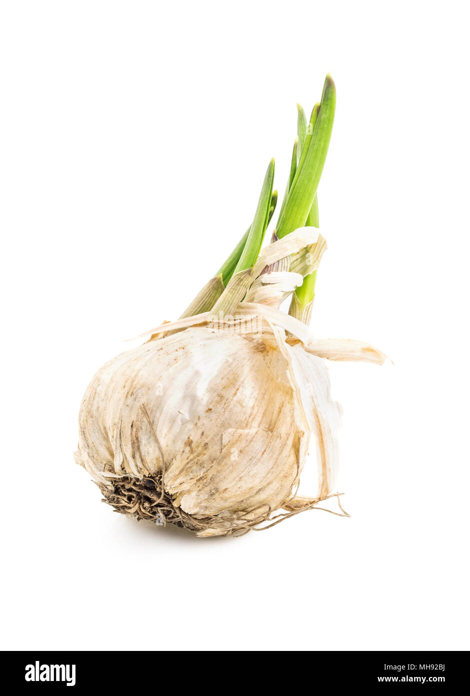 Sprouted garlic bulb isolated on white background Stock Photo - Alamy