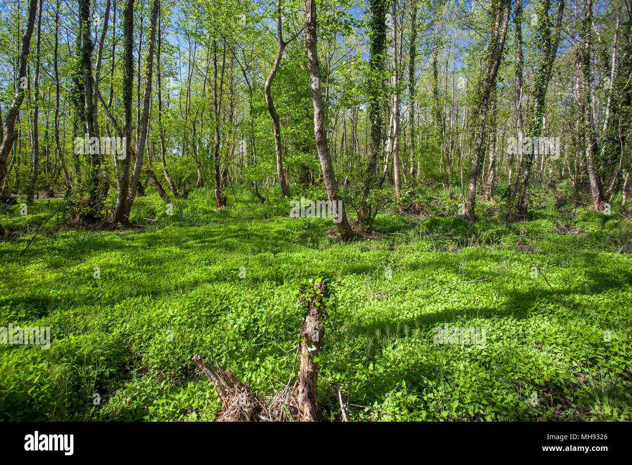 Beautiful green spring forest landscape, Kolkheti National Park Stock ...