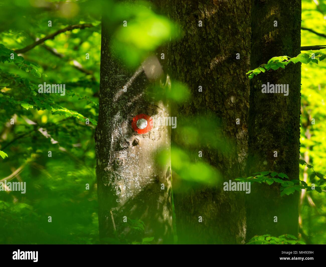 Beautiful nature scenery Stock Photo - Alamy