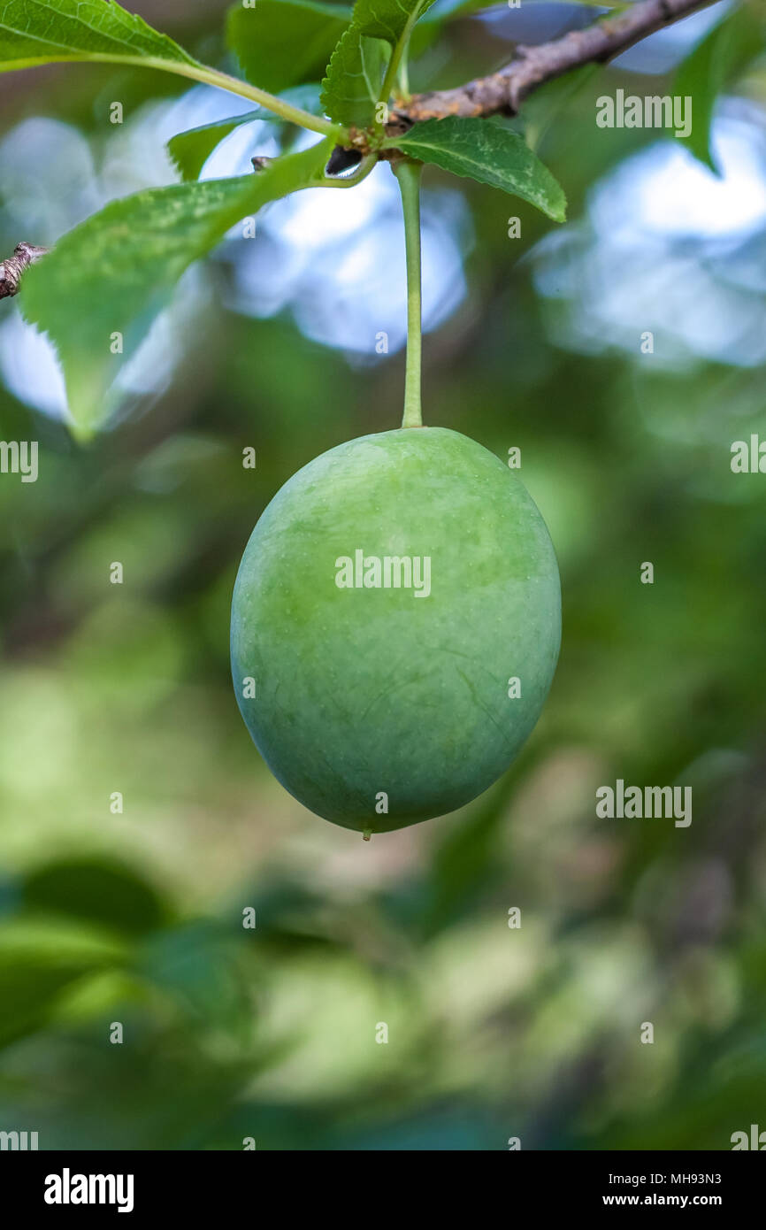 House plums hi-res stock photography and images - Alamy