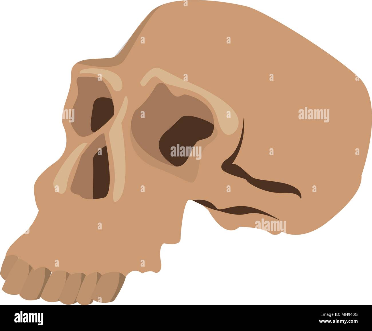 Human skull cartoon Stock Vector Image & Art - Alamy