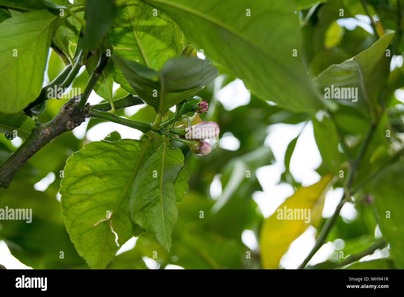 Lemon tree flowers hi-res stock photography and images - Alamy