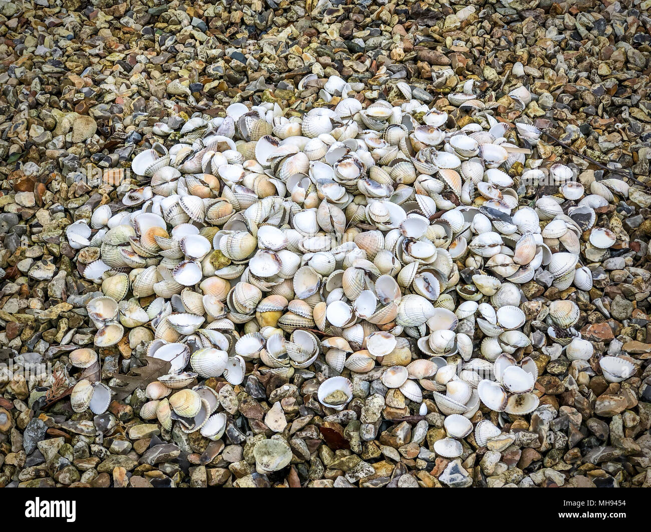 Seashells in the garden hi-res stock photography and images - Alamy