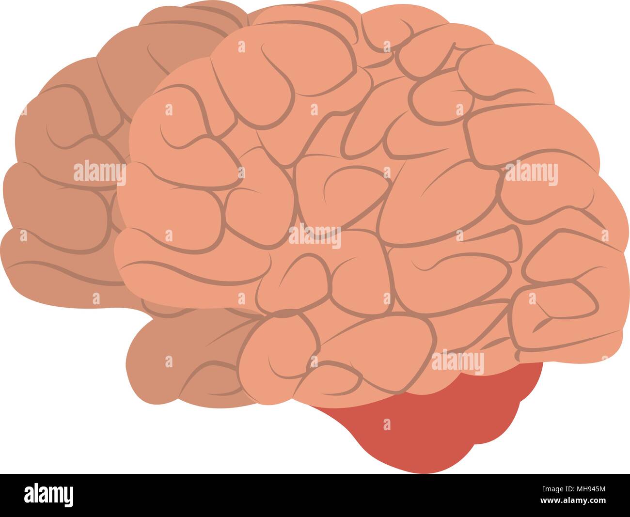 Human brain cartoon Stock Vector Image & Art - Alamy